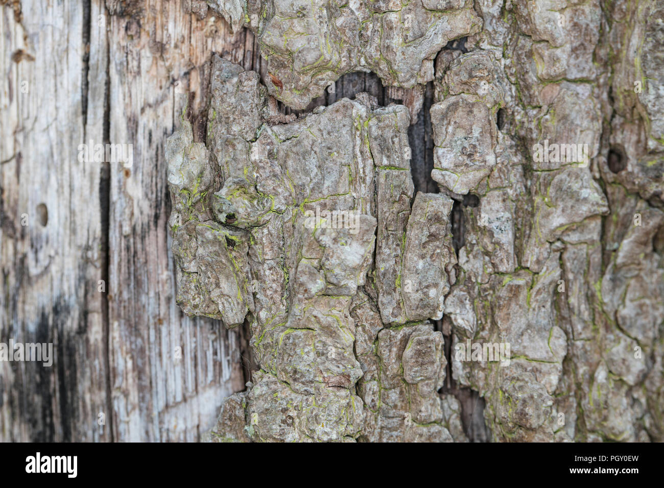 Tree trunk bark missing hi-res stock photography and images - Alamy