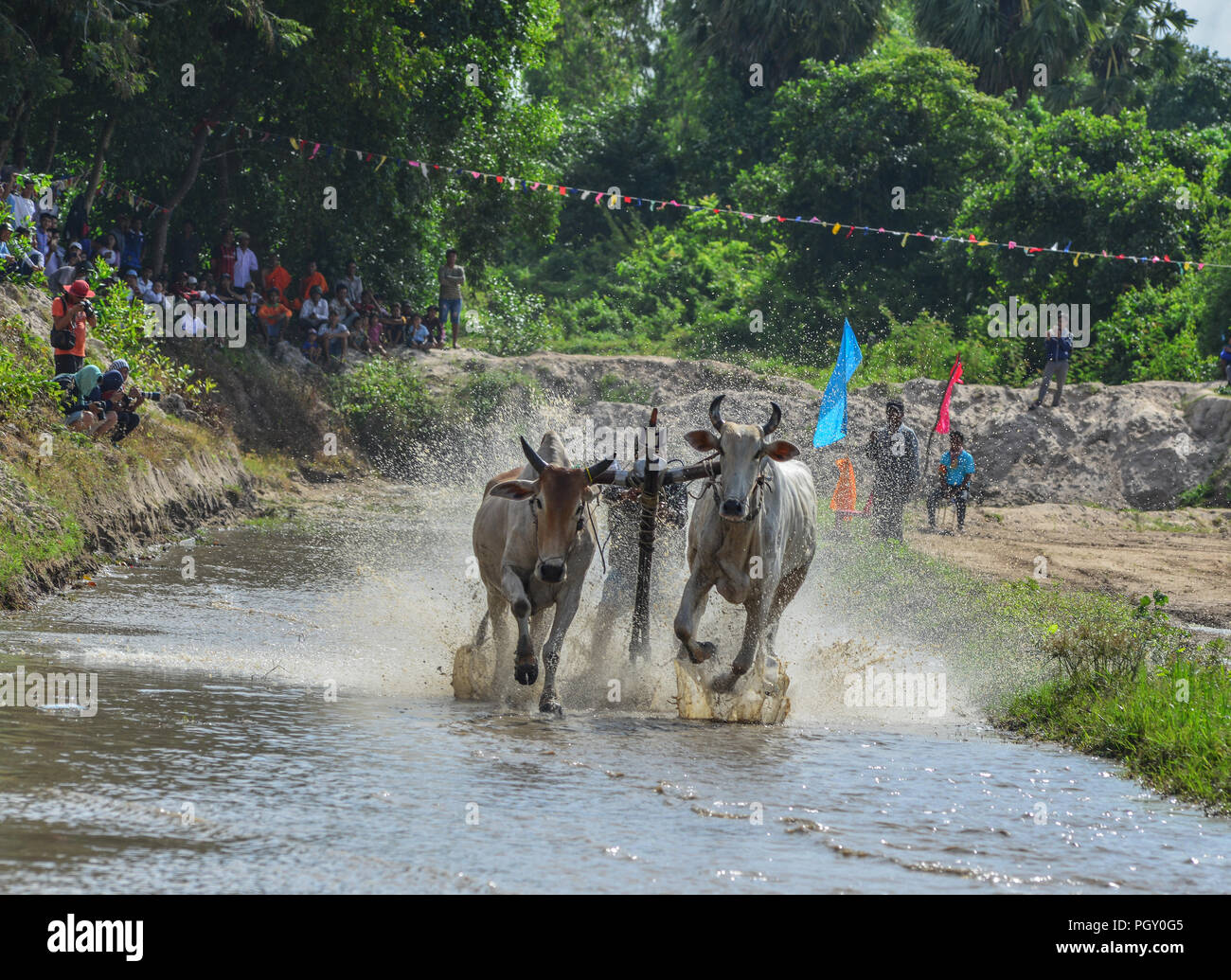 Chau Doc, Vietnam - Sep 3, 2017. Cows (ox) racing on rice field in Chau Doc, Vietnam. The ox ...
