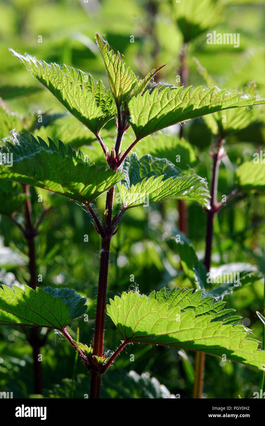 Ortie hi-res stock photography and images - Alamy