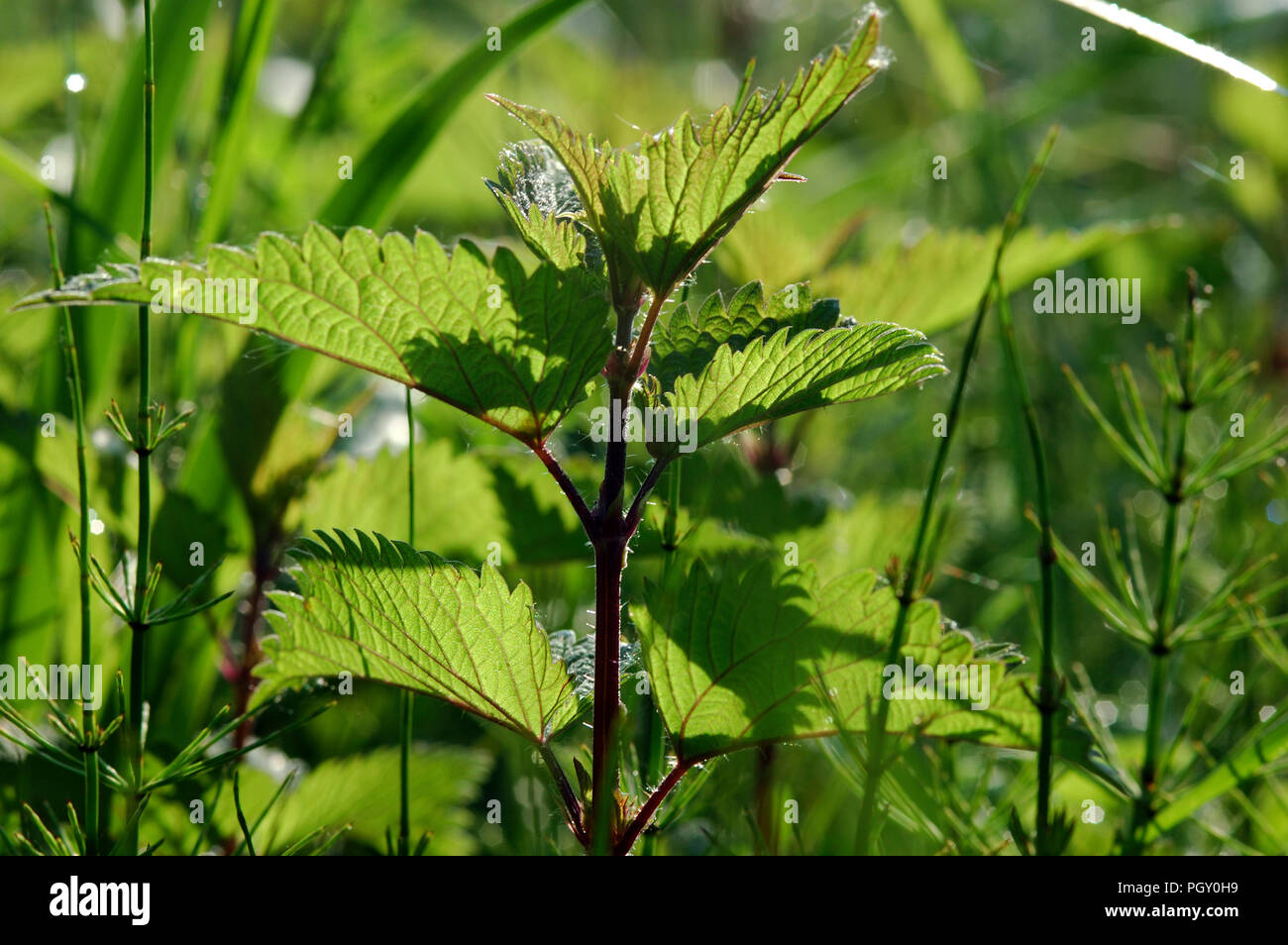 Nettle (Urtica dioica) Ortie dioïque - Grande ortie Stock Photo - Alamy