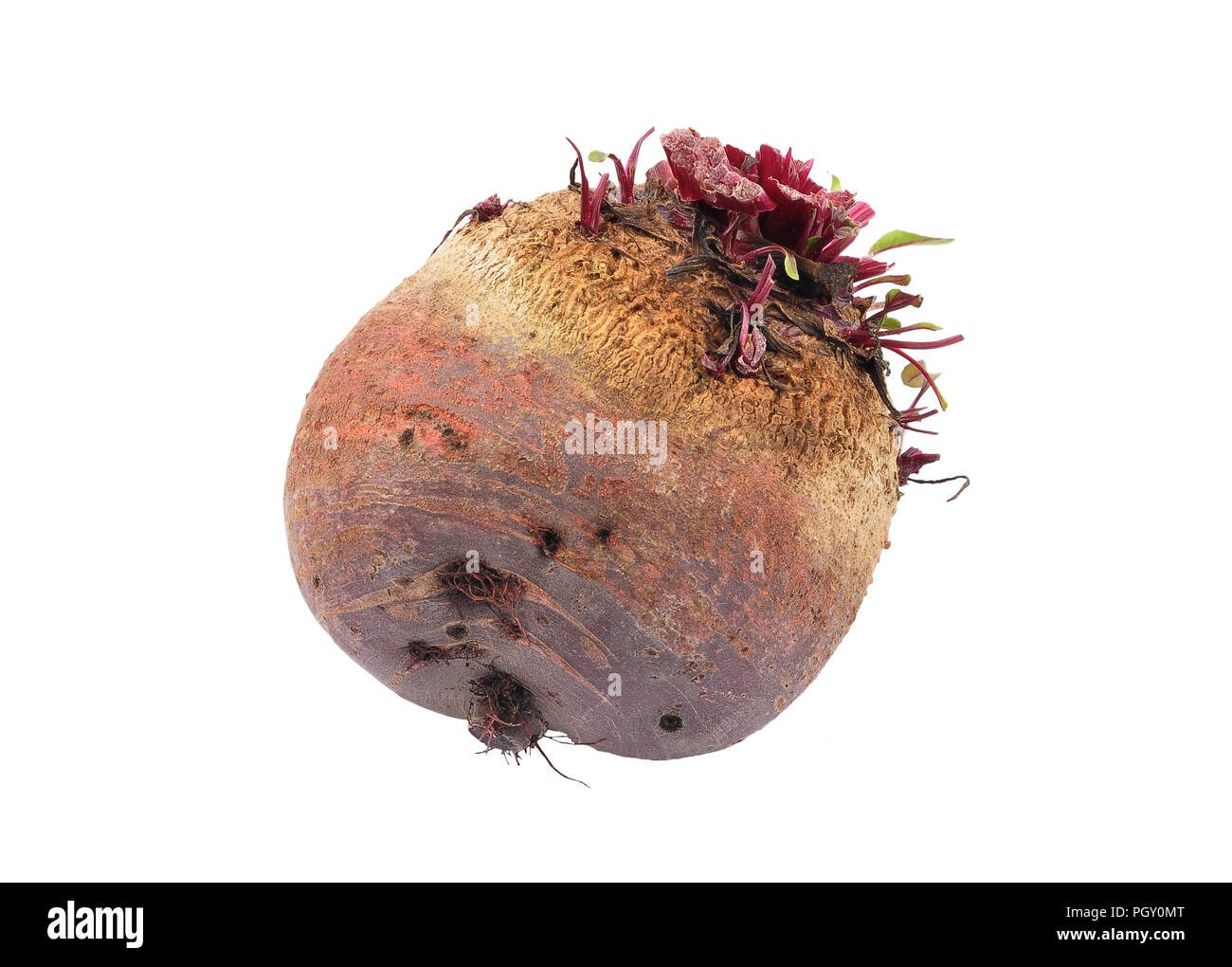 Beetroot on white background Stock Photo - Alamy