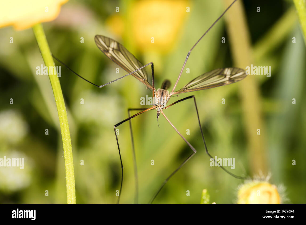 Tipula oleracea, big insect from the dipteran family, similar to a ...