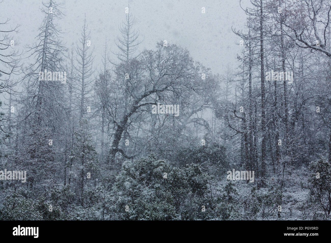 Sierra snowstorm hi-res stock photography and images - Alamy
