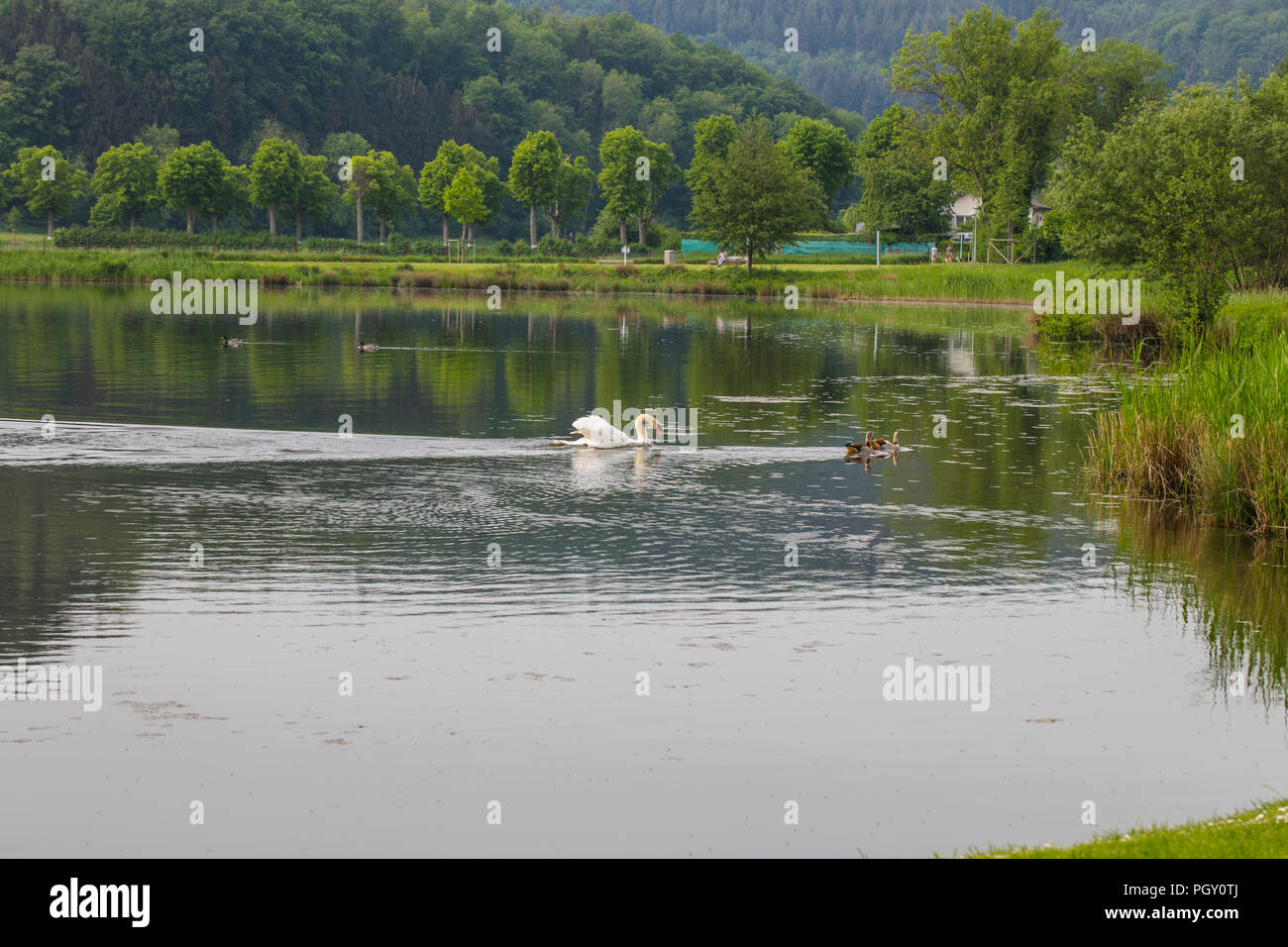 white swan falling ducks Stock Photo - Alamy