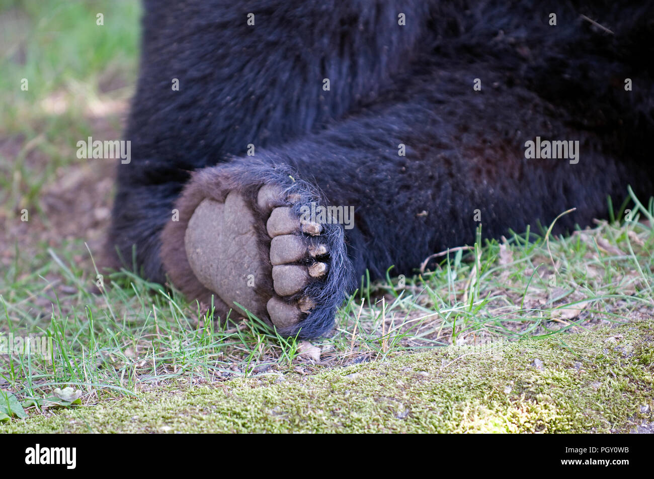 American black bear (Ursus americanus) - Hind leg Ours noir américain ...