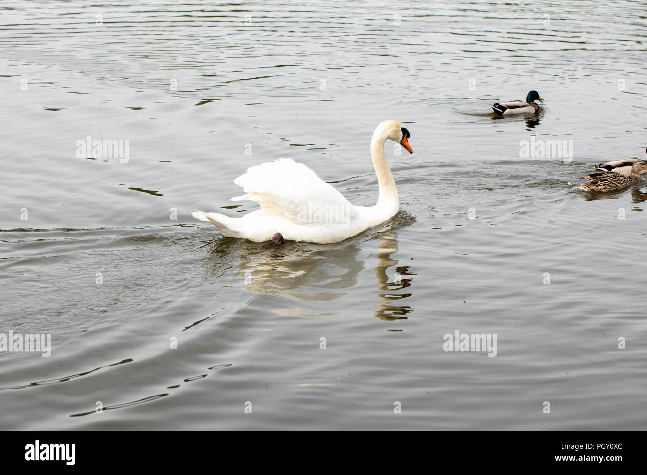 white swan chase ducks Stock Photo - Alamy