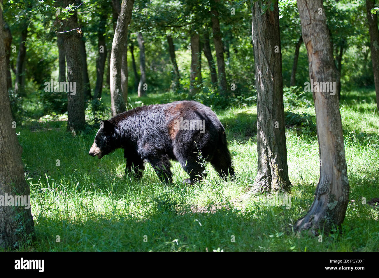 Baribal Bear High Resolution Stock Photography and Images - Alamy