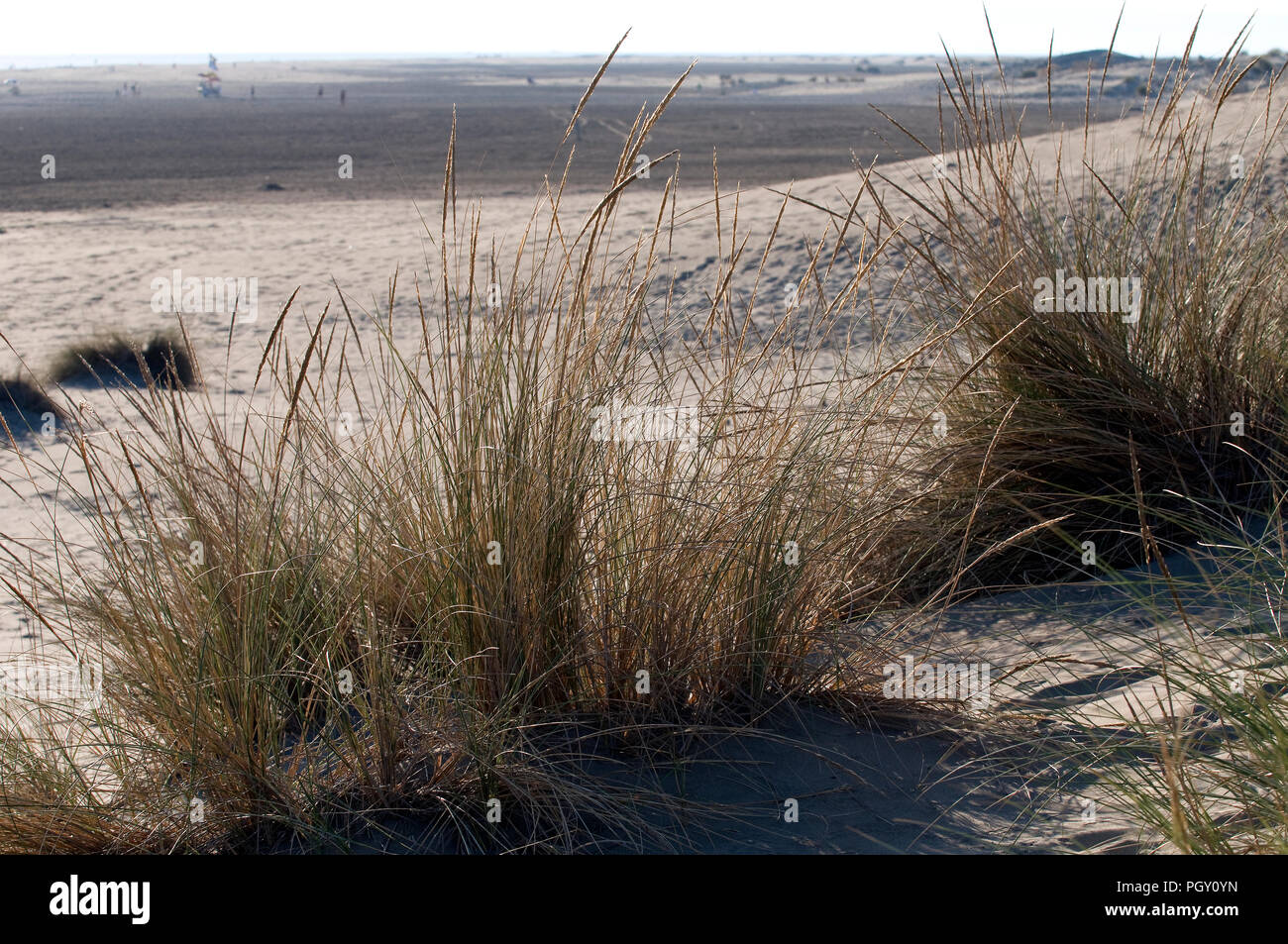 Marram grass - European Beachgrass (Ammophila arenaria) - Beach and ...