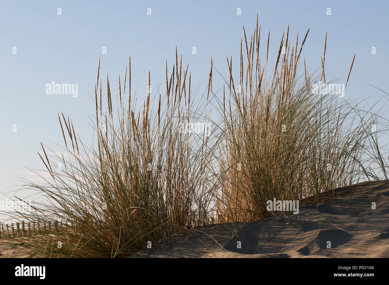 Marram grass - European Beachgrass (Ammophila arenaria) - sothern ...