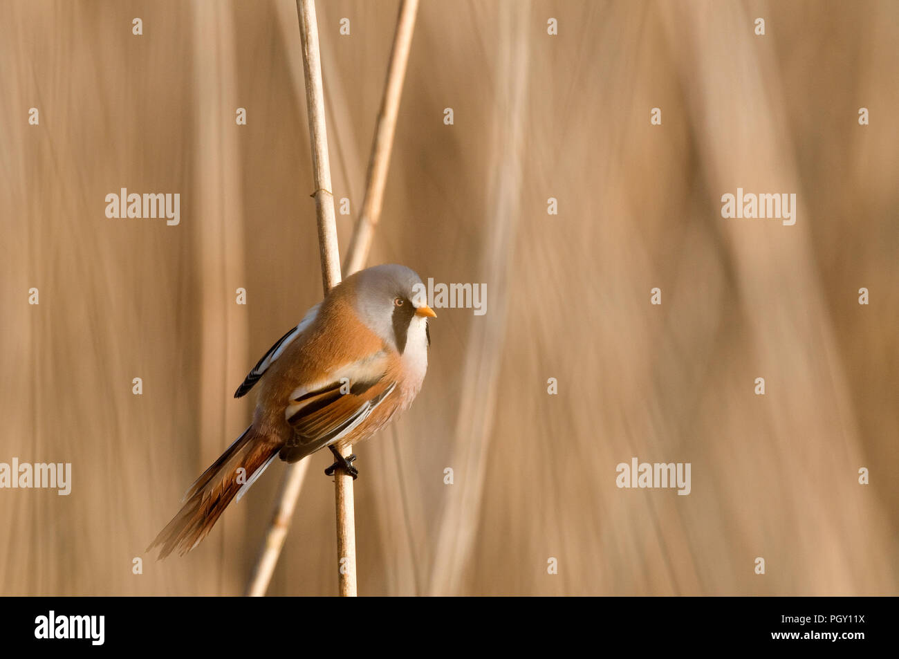 Bearded Reedling (Panurus biarmicus) - male - France Panure a ...