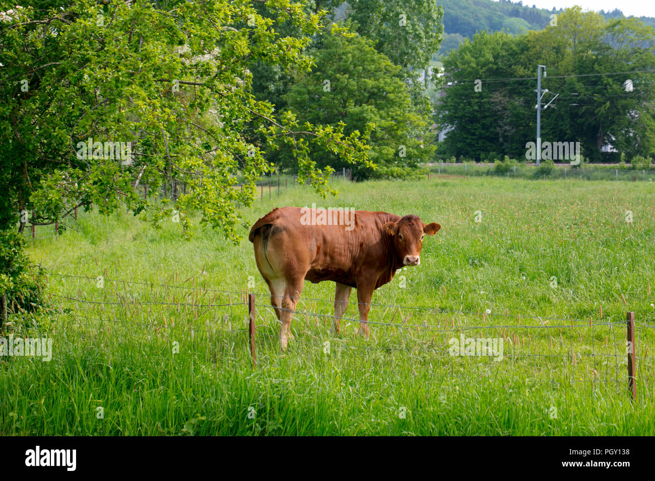 one red cow on the pasture Stock Photo - Alamy