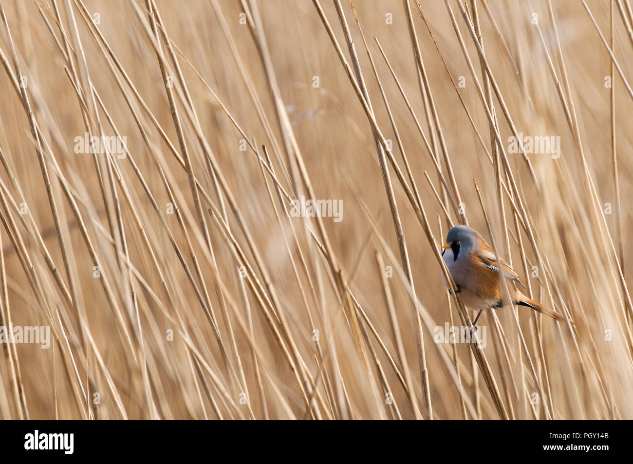 Bearded Reedling (Panurus biarmicus) - male - France Panure a ...