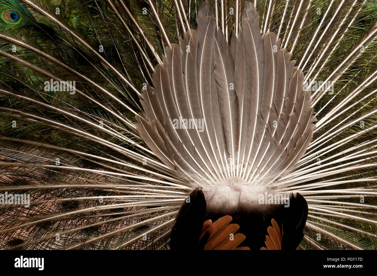 Back of peacock hi-res stock photography and images - Alamy