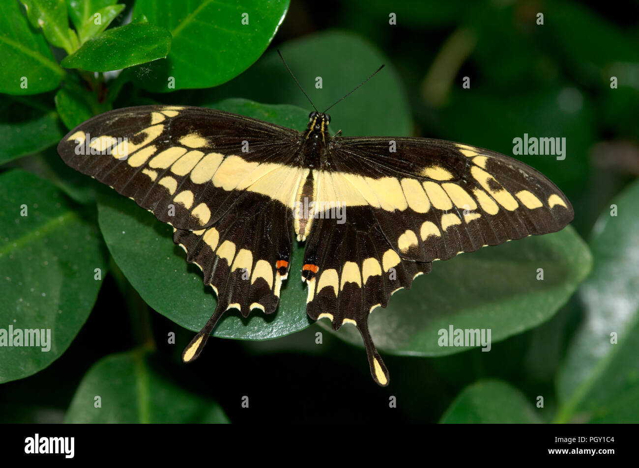 King Swallowtail - Thoas Swallowtail (Papilio thoas) - Mexico Voilier ...