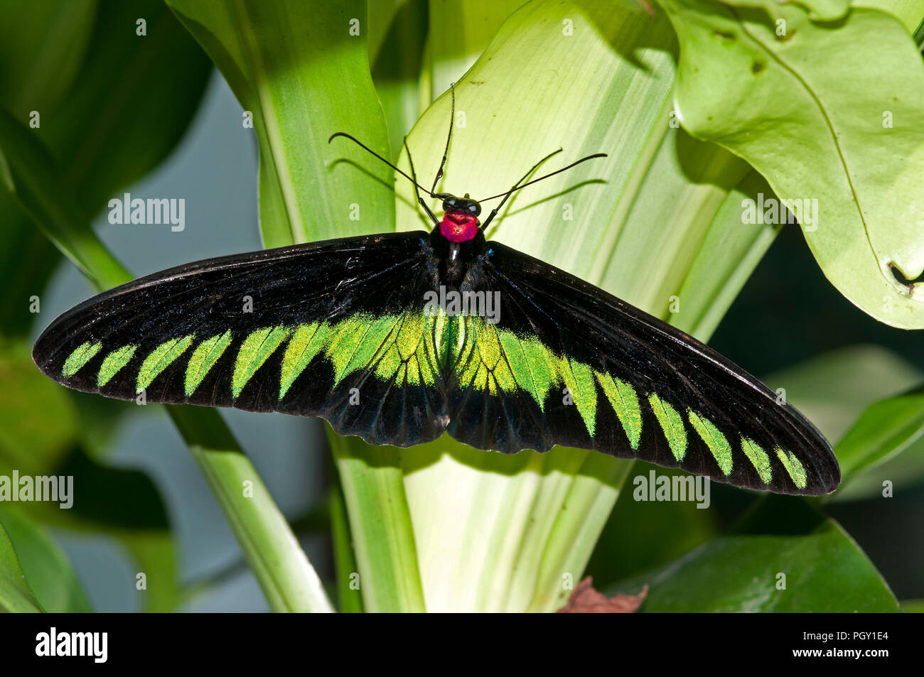 Rajah brookiana hi-res stock photography and images - Alamy