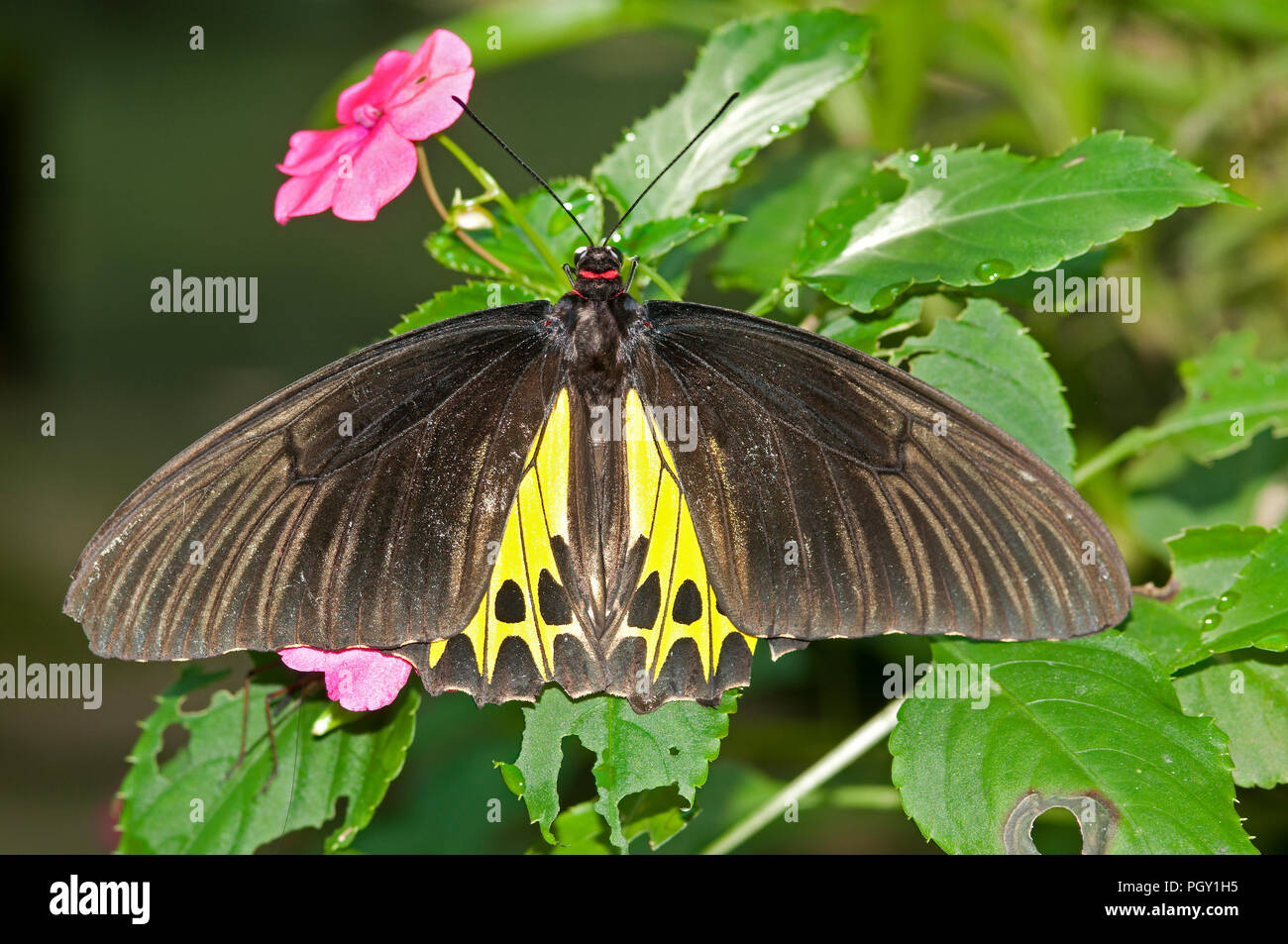 Troides aeacus malaysia hi-res stock photography and images - Alamy