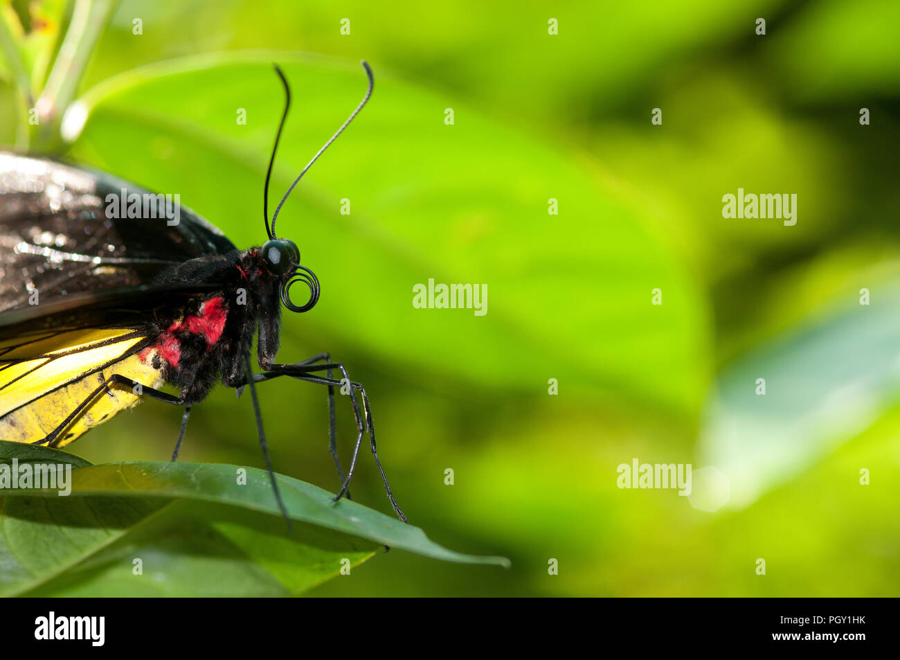 Troides hi-res stock photography and images - Alamy