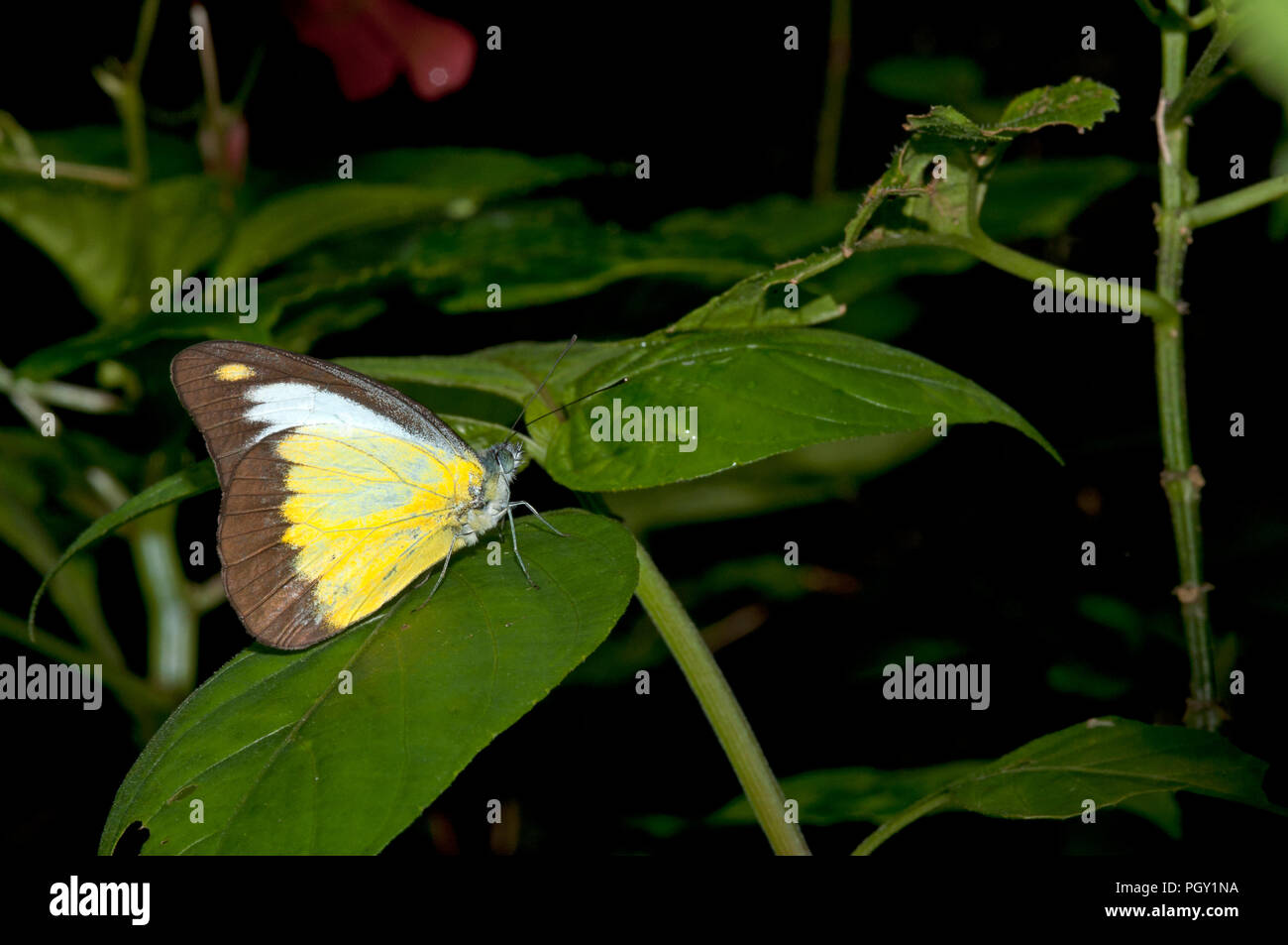 Chocolate Albatross (Appias lyncida) - Thailand Stock Photo - Alamy