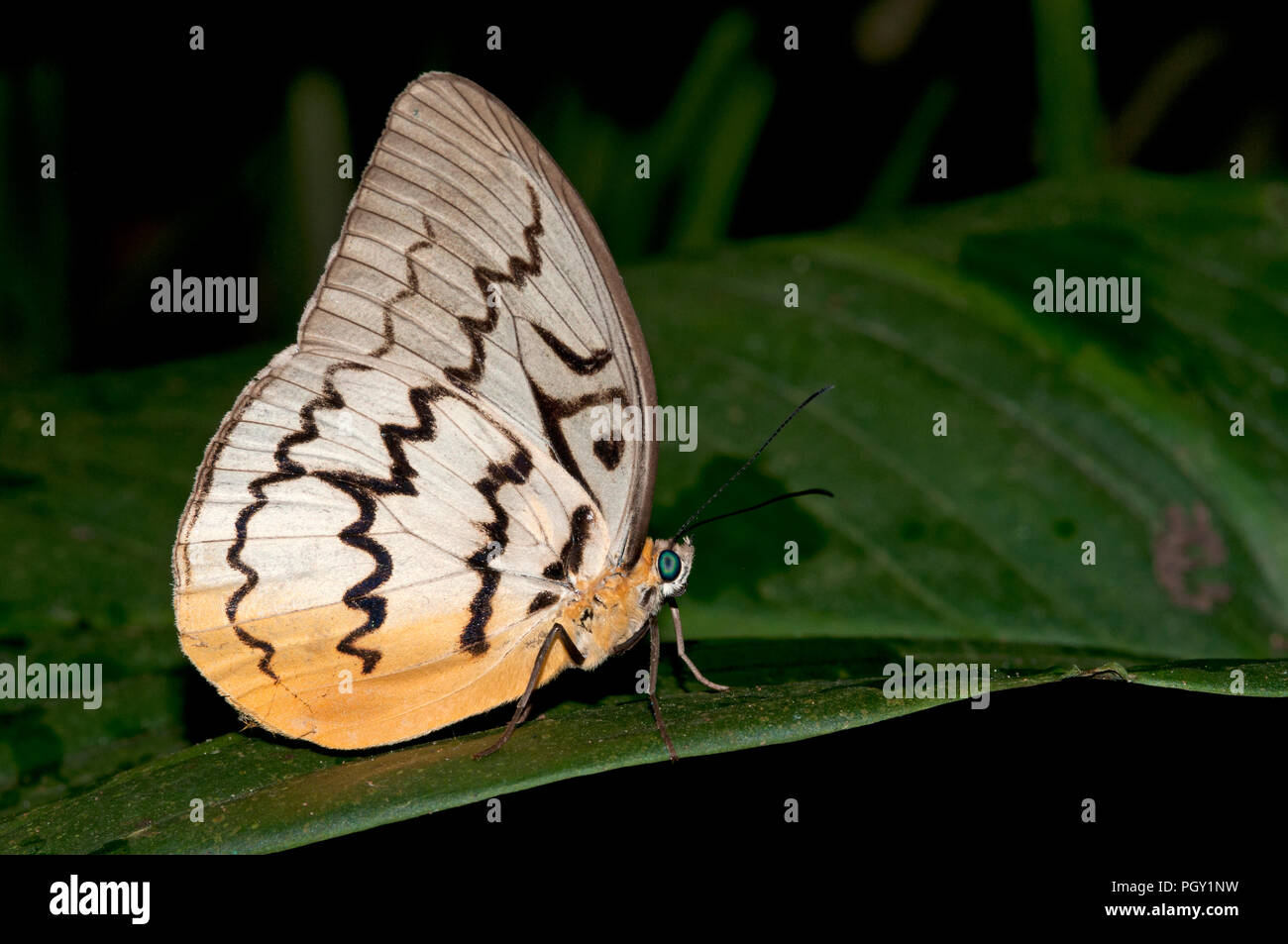 Pallid faun butterfly hi-res stock photography and images - Alamy