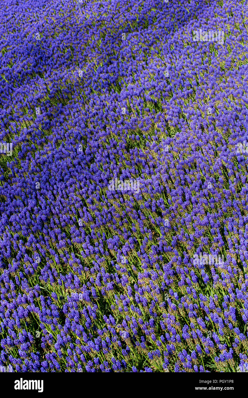 Blooming beautiful colorful fresh natural flowers in view Stock Photo ...
