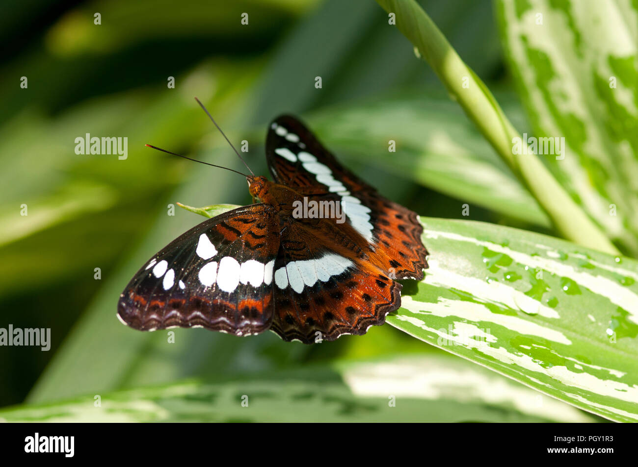 Commander (Moduza procris) - Thailand Stock Photo - Alamy
