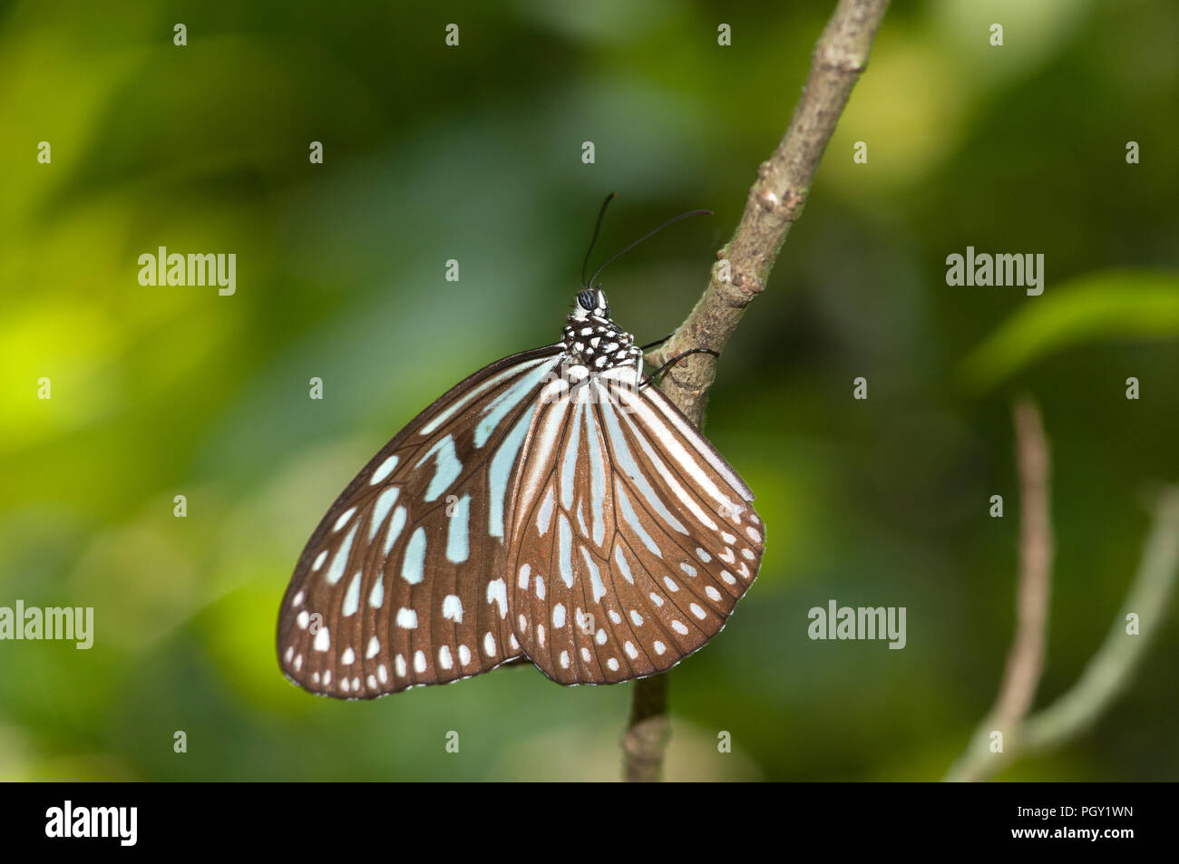 Blue Glassy Tiger (Ideopsis vulgaris) - Thailand - Malaysia Stock Photo - Alamy