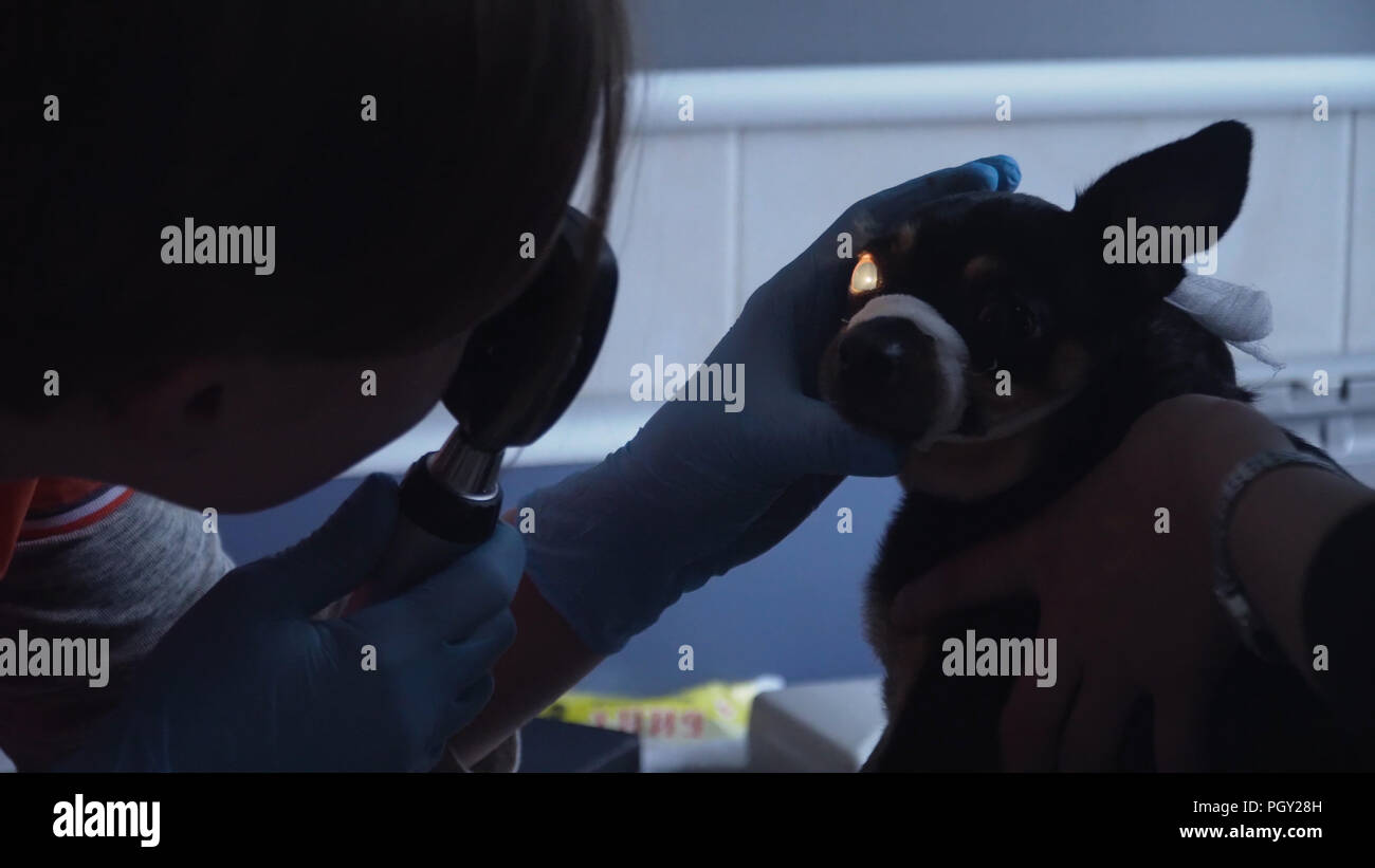 Veterinarian ophthalmologist checks the eyes of a dog, biomicroscopy ...