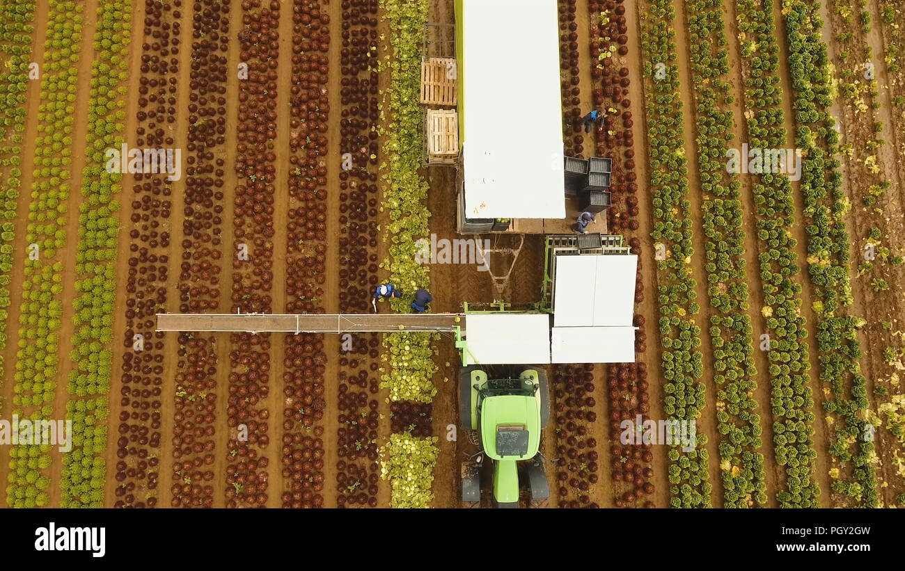 Aerial view Farm workers using a unique conveyor belt system to harvest ...