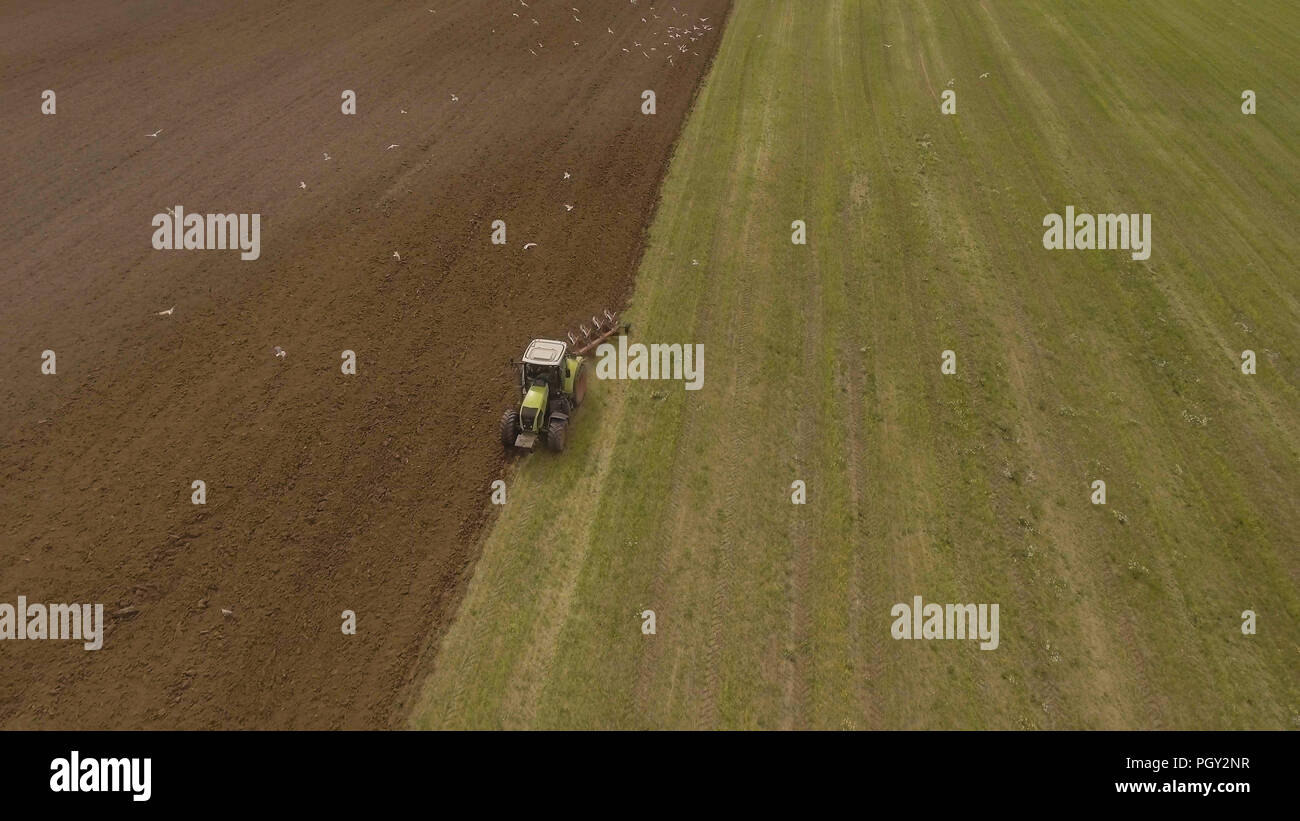 Farm tractor plowing a green field, a lot of birds flying around him ...