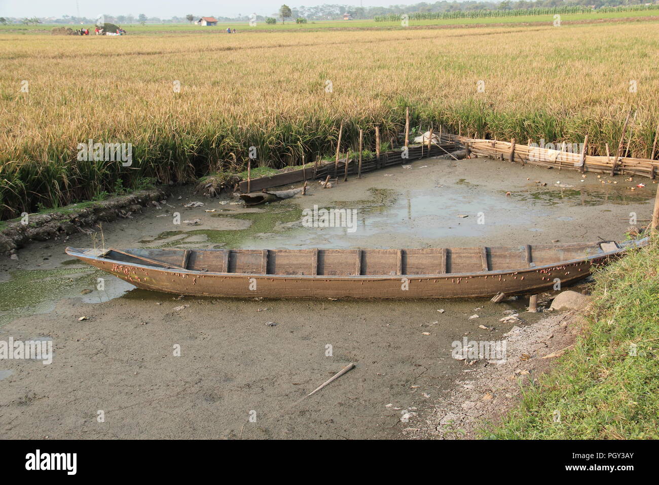 Abandoned boat in the rice field Stock Photo - Alamy