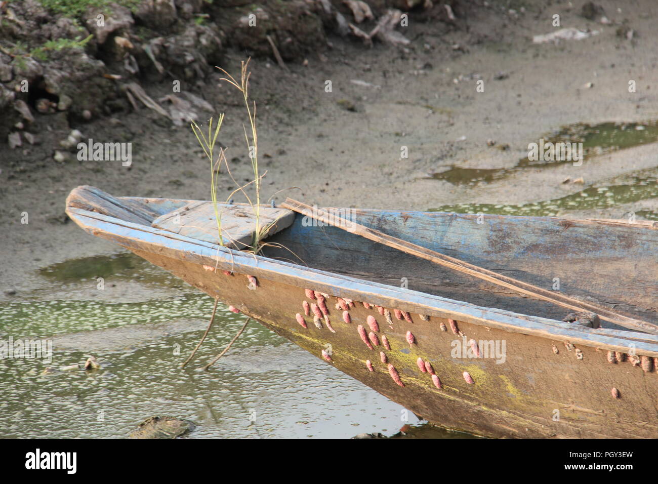 Abandoned boat in the rice field Stock Photo - Alamy