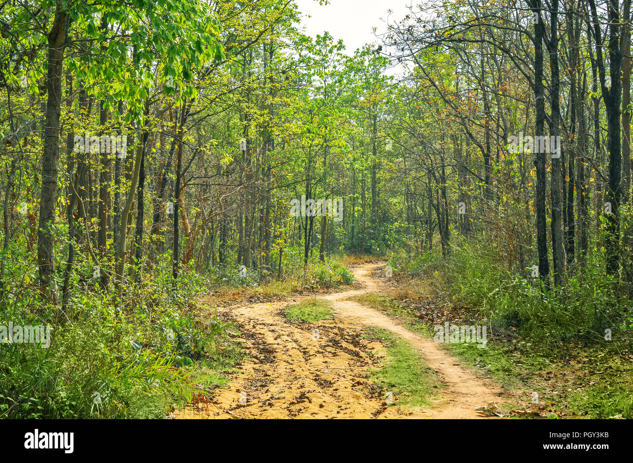 Tropical dry forest path hi-res stock photography and images - Alamy