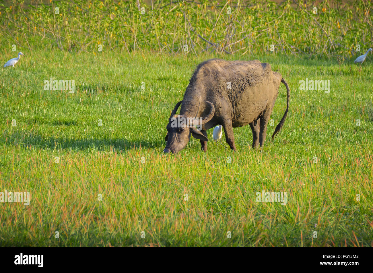 Tropical dry forest path hi-res stock photography and images - Alamy