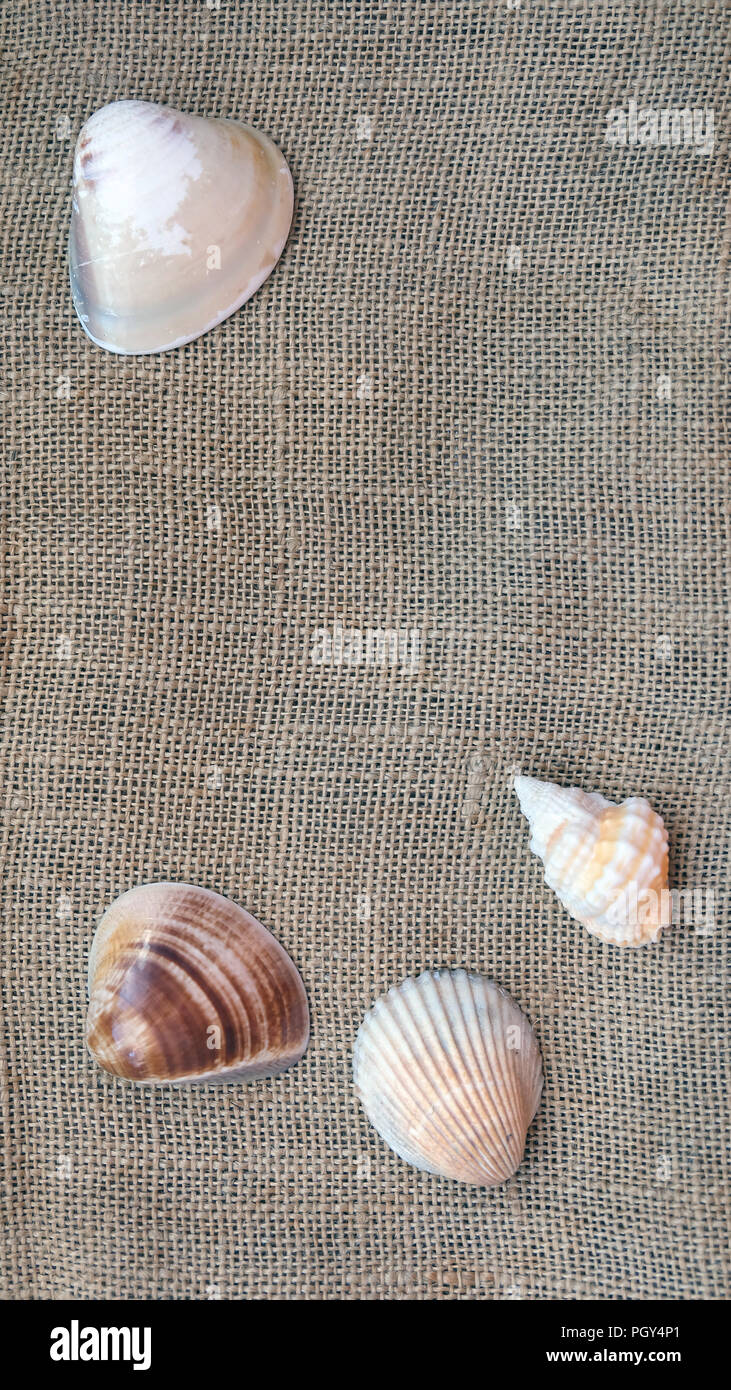 Flat lay of seashells on a hemp background Stock Photo - Alamy