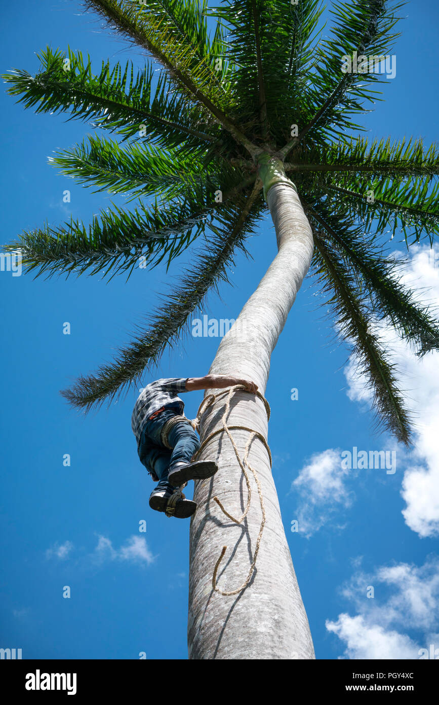 Man climbing coconut tree in hi-res stock photography and images - Alamy
