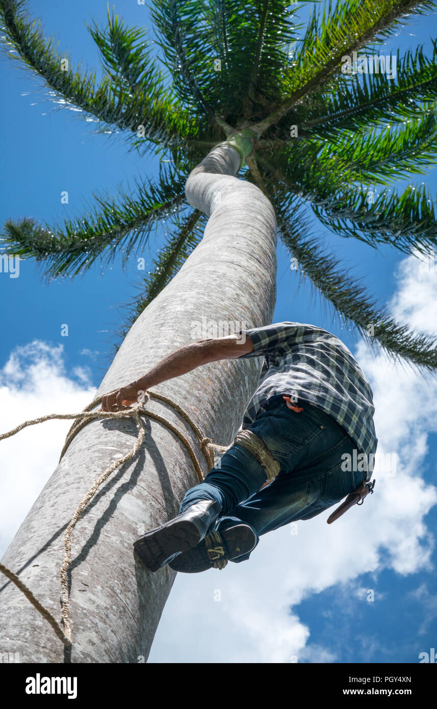 Adult male climbs tall coconut tree with rope to get coco nuts ...