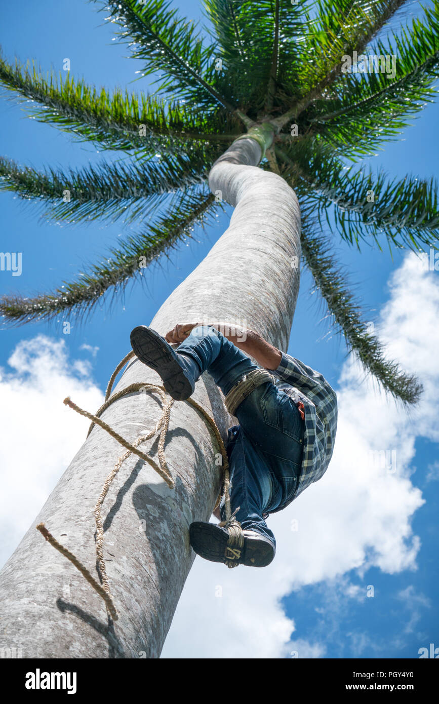 Adult male climbs tall coconut tree with rope to get coco nuts ...