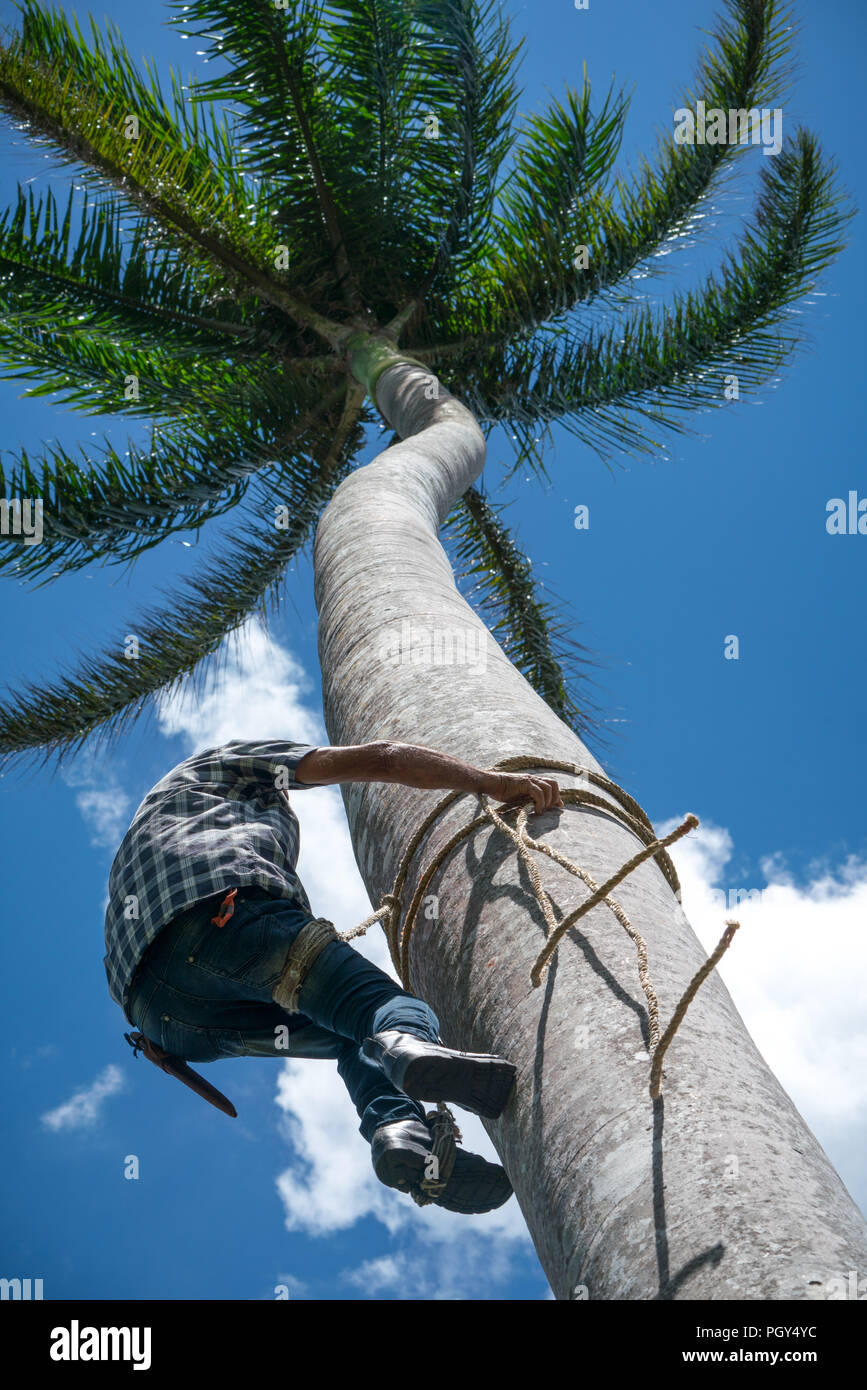 Adult male climbs tall coconut tree with rope to get coco nuts ...
