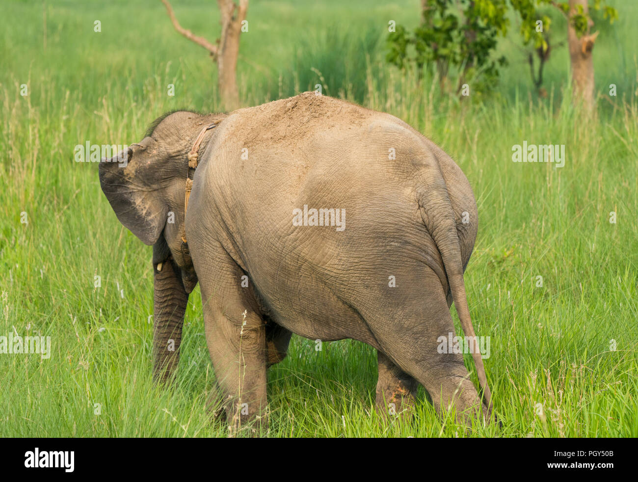 Asian elephant eating grass or feeding in the wild. Wildlife photo in ...