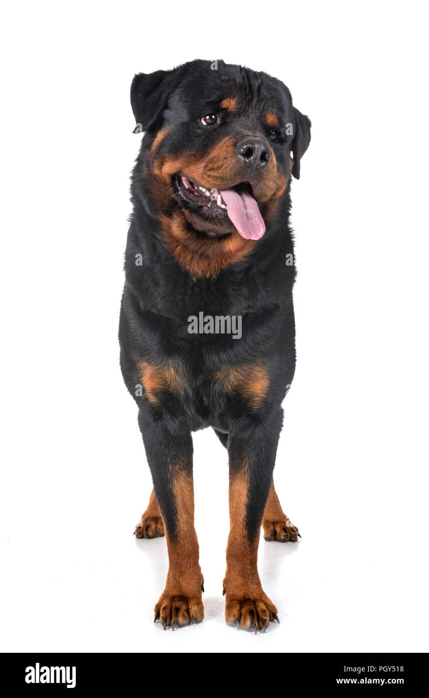 purebred rottweiler in front of white background Stock Photo - Alamy