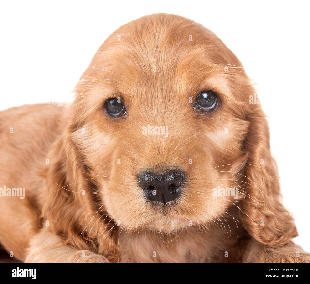 puppy cocker spaniel in front of white background Stock Photo - Alamy