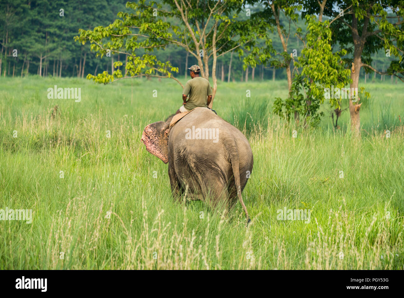 Mahout or elephant rider riding a female elephant. Wildlife and rural ...