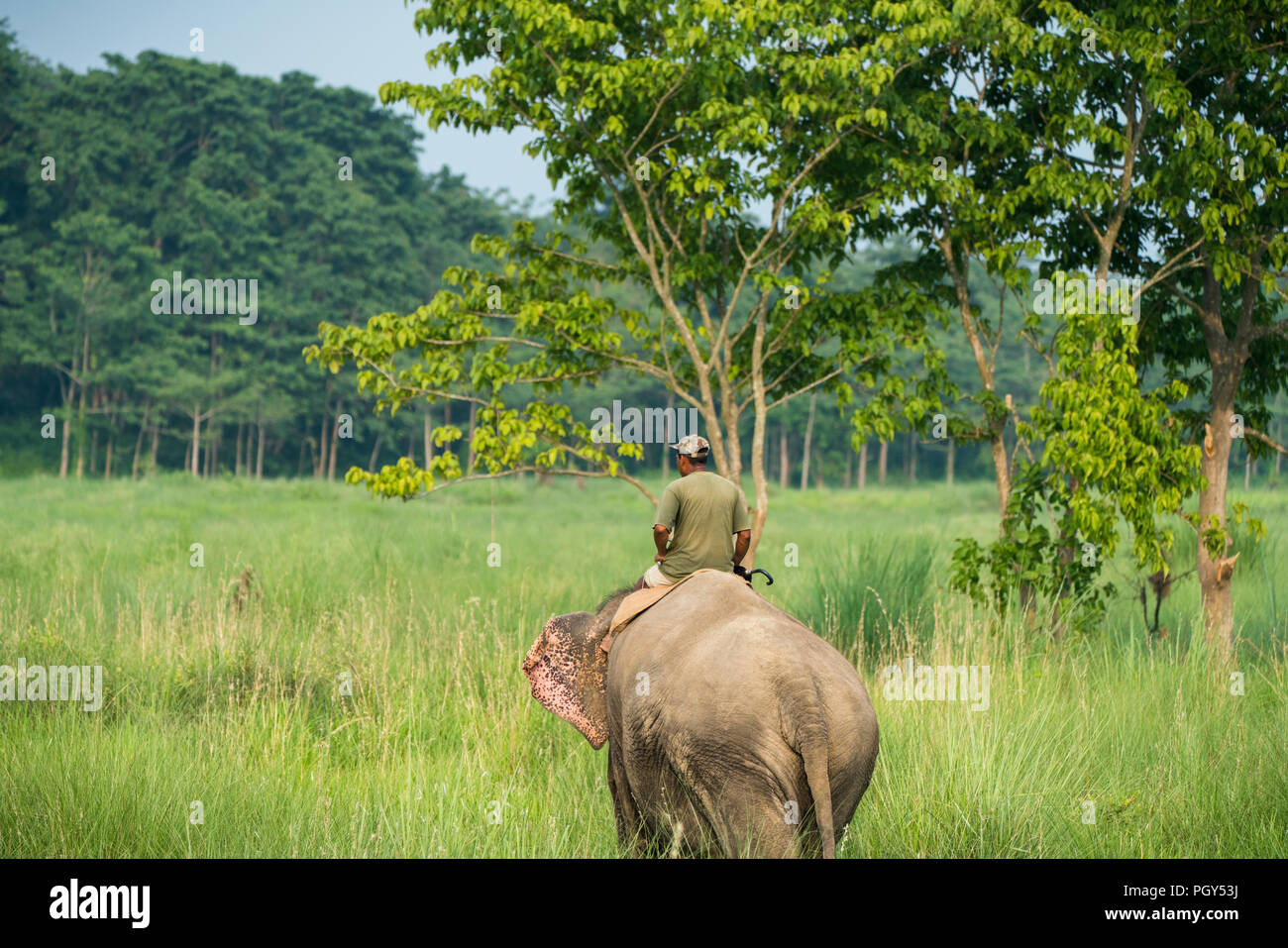 Mahout or elephant rider riding a female elephant. Wildlife and rural ...