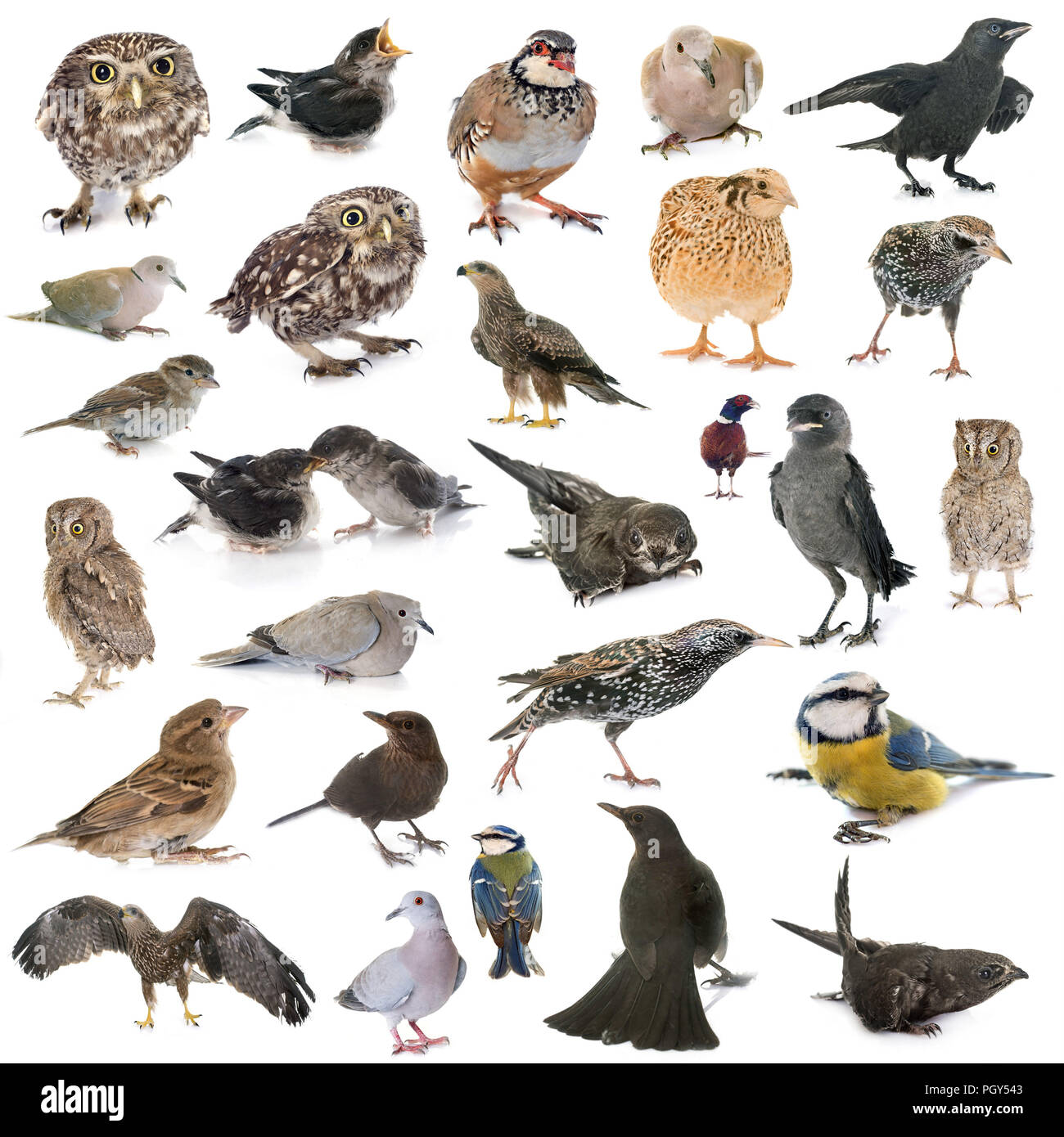 group of wild birds in front of white background Stock Photo - Alamy