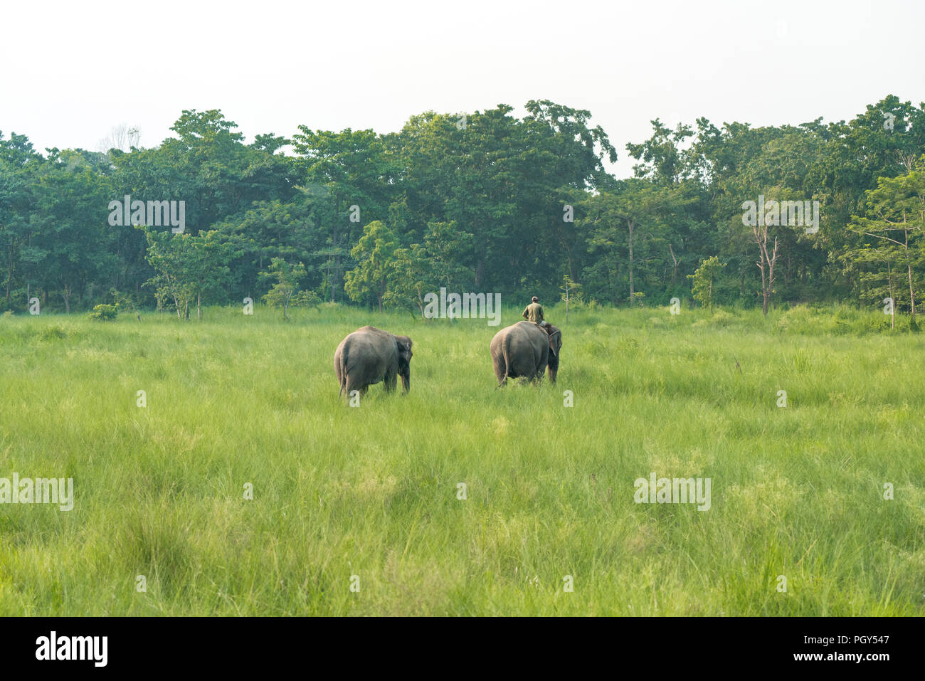 Mahout or elephant rider with two elephants in a meadow. Wildlife and ...