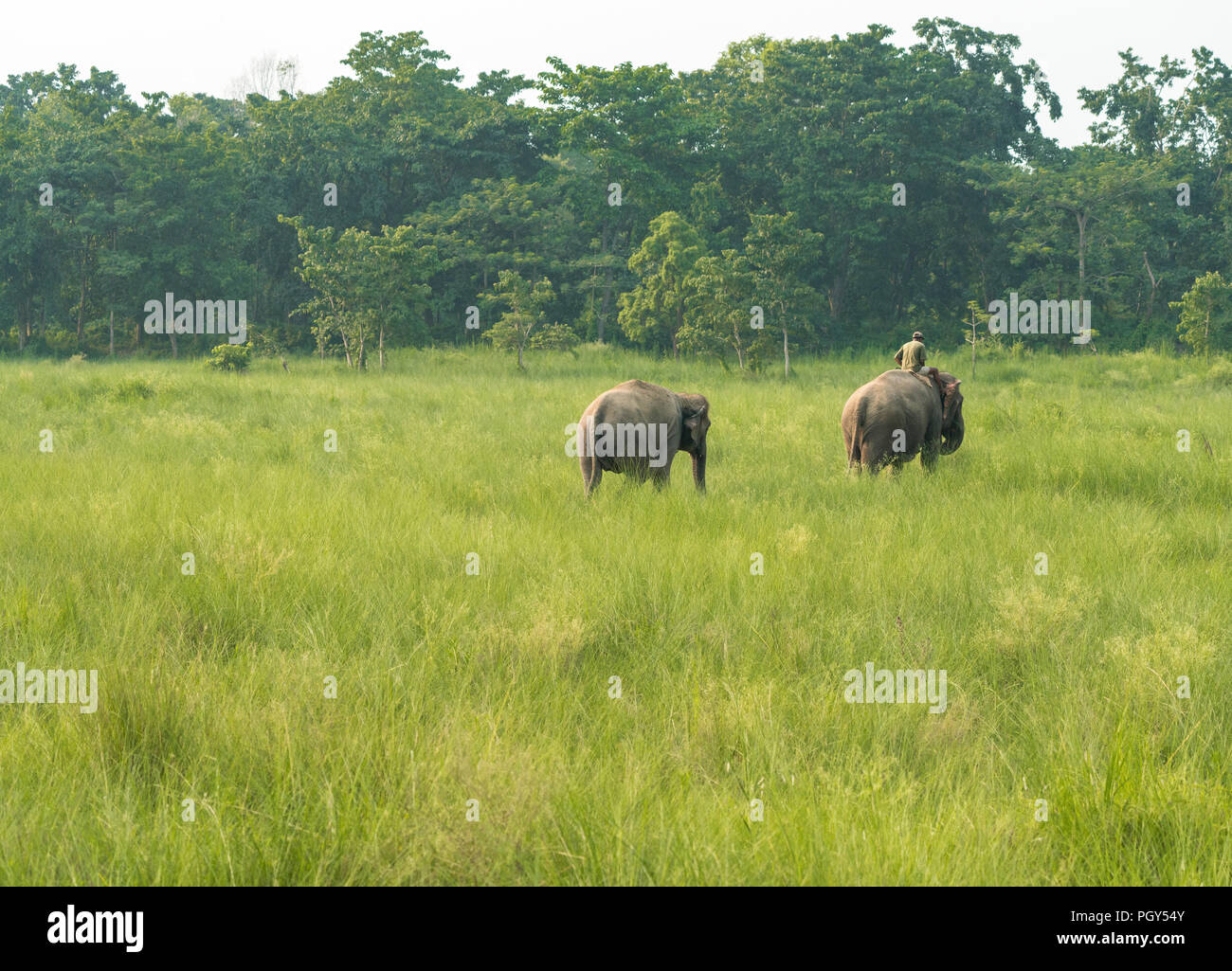 Mahout or elephant rider with two elephants in a meadow. Wildlife and ...