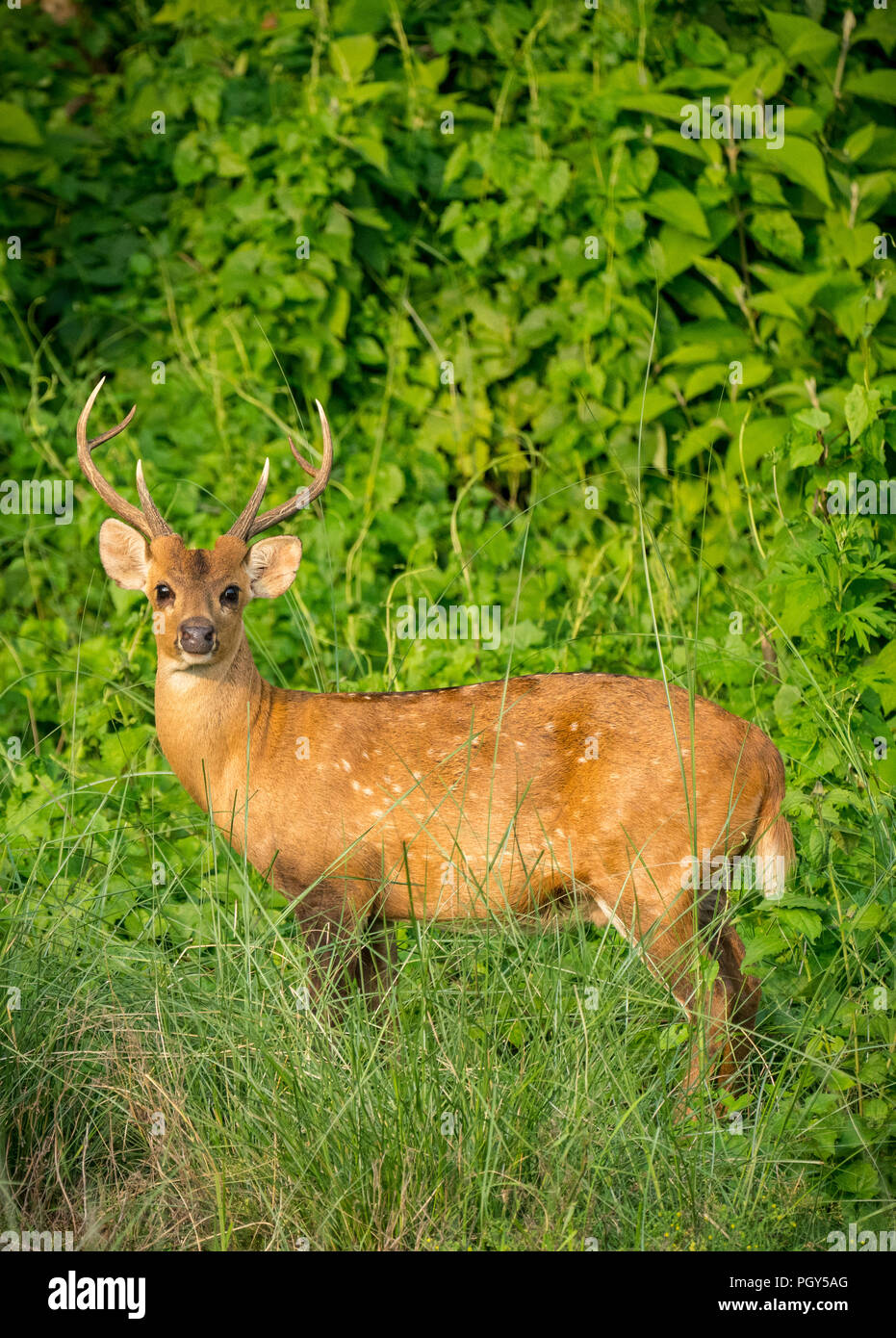 spotted or sika deer in the jungle. Wildlife and animal photo. Japanese ...