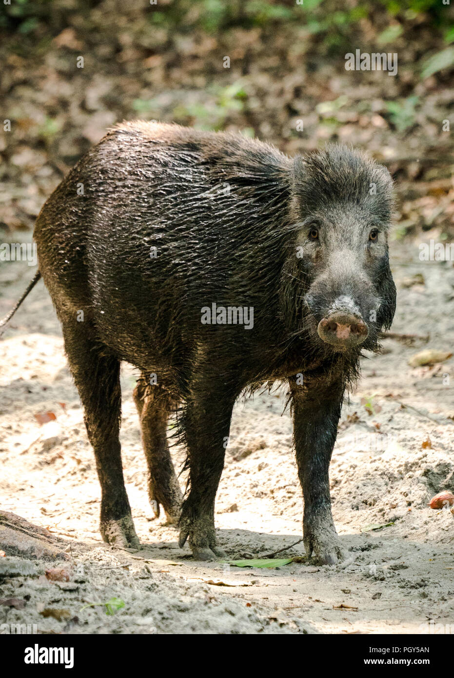Photo of jungle boar hi-res stock photography and images - Alamy