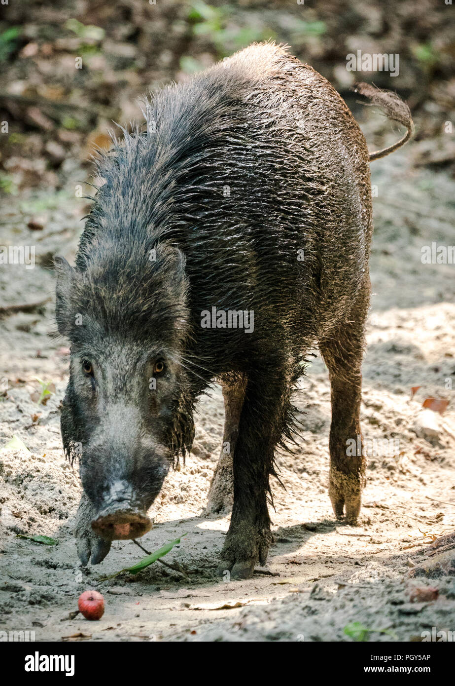 Wild boar male feeding in the jungle in Asia. Wildlife and animal photo ...