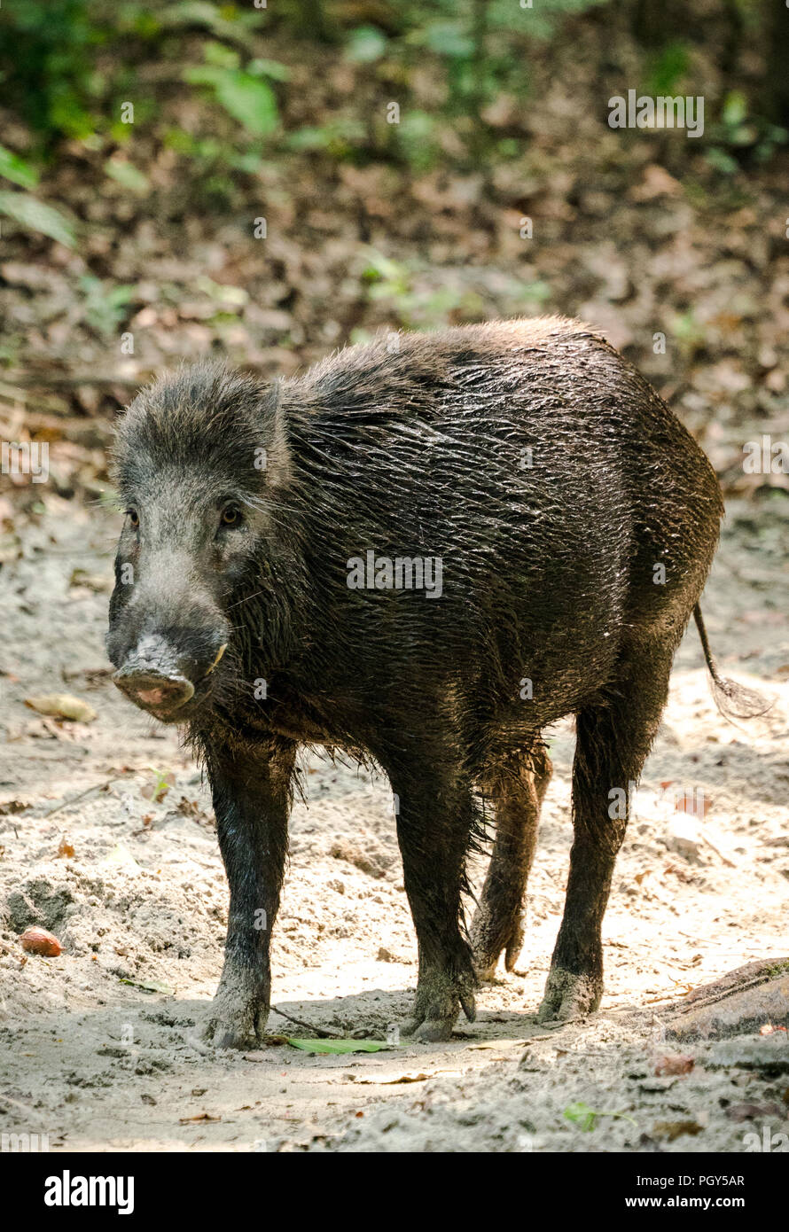 Wild boar male feeding in the jungle in Asia. Wildlife and animal photo ...